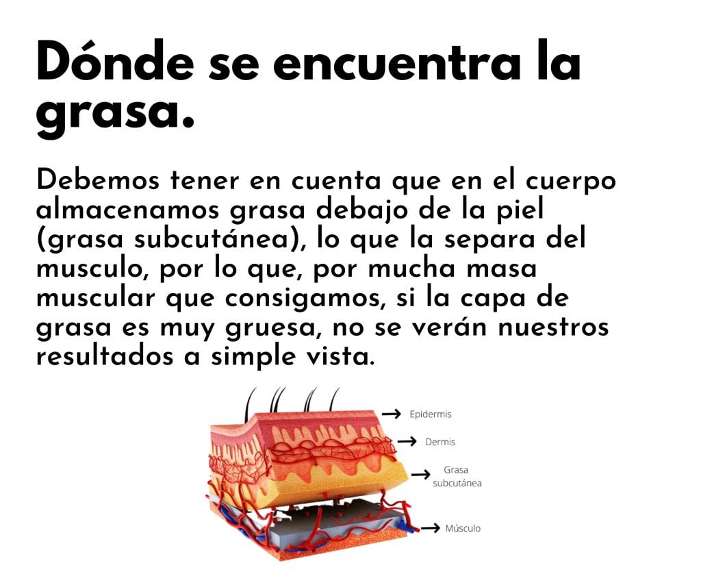 Todo sobre la grasa abdominal – Wonderfit Spain